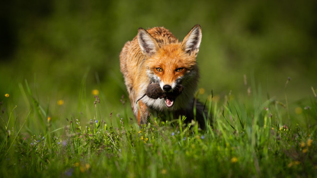 Atten dyr, fugler og insekter er nominert til å bli avbildet på ...
