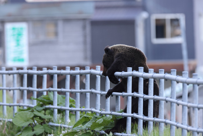 Overvåkningsbilder viser en bjørn som angriper en mann i Japan ...