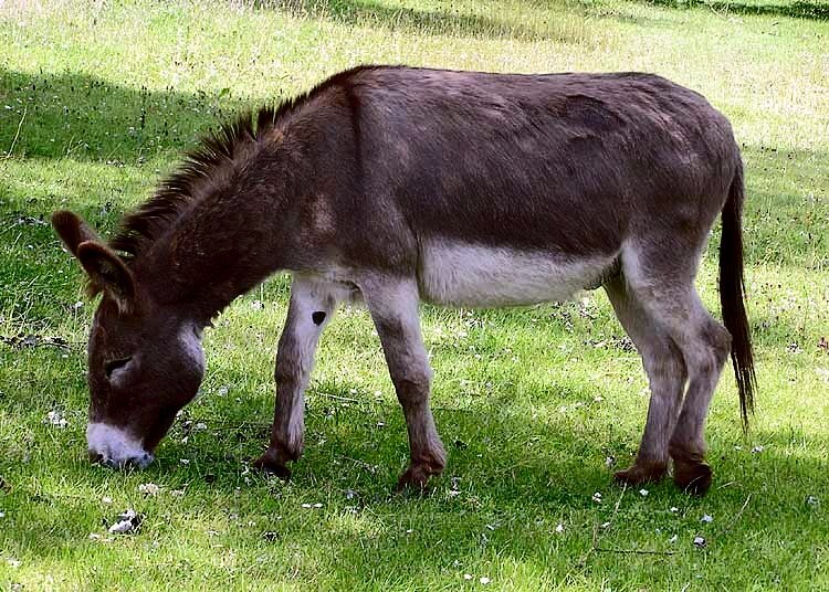 Eselterapi hjelper psykiatriske pasienter med å finne ny selvtillit ...