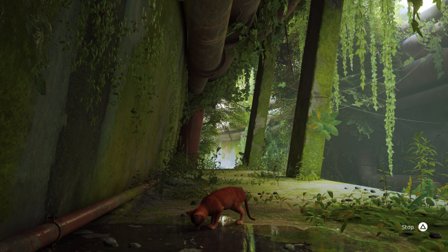 Stray Anmeldelse - Gamereactor