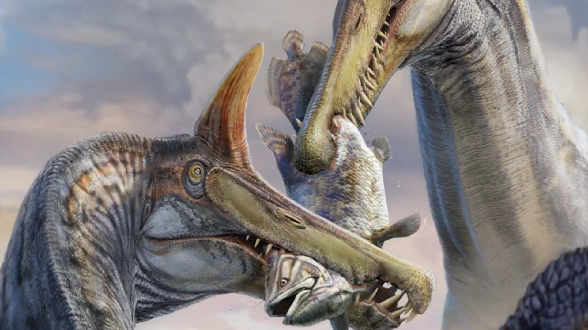 Spinosaurus mirabilis: Descubren nueva especie de dinosaurio con cresta ...
